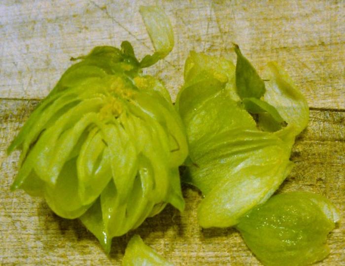 Low Stress Training for Hops | Homebrew Talk - Beer, Wine, Mead ...