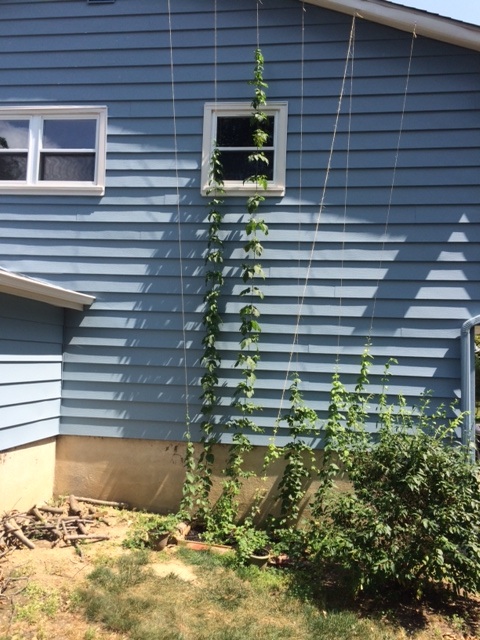 Growing hops: using my house as a trellis | Homebrew Talk - Beer, Wine ...
