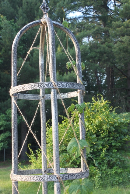 Growing hops on a arbor | Homebrew Talk - Beer, Wine, Mead, & Cider ...