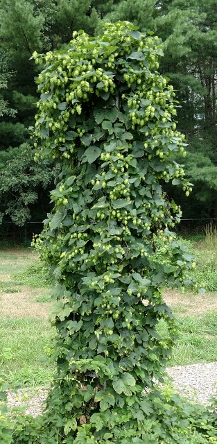 Growing hops on a arbor | Homebrew Talk - Beer, Wine, Mead, & Cider ...