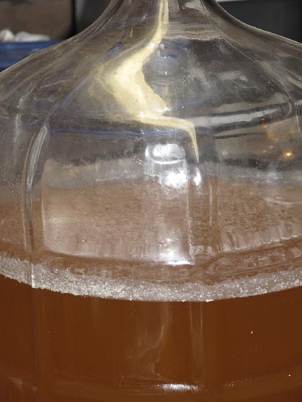Mold on top of cider | Homebrew Talk - Beer, Wine, Mead, & Cider Brewing Discussion Forum